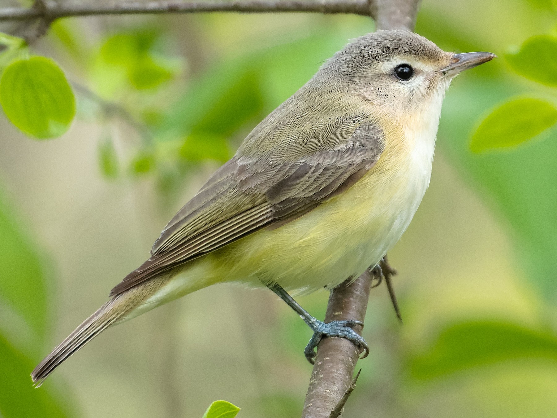 Warbling Vireo - eBird