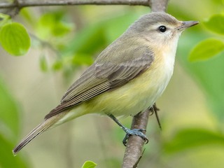 Eastern/Western Warbling Vireo - eBird