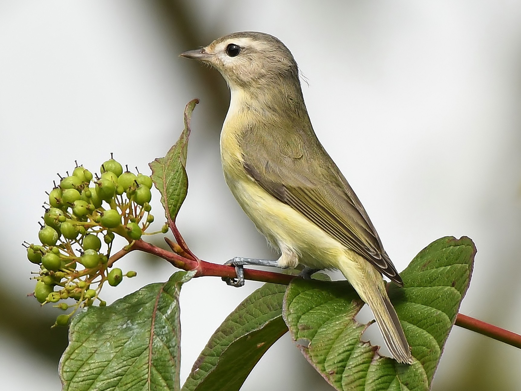 Warbling Vireo - eBird