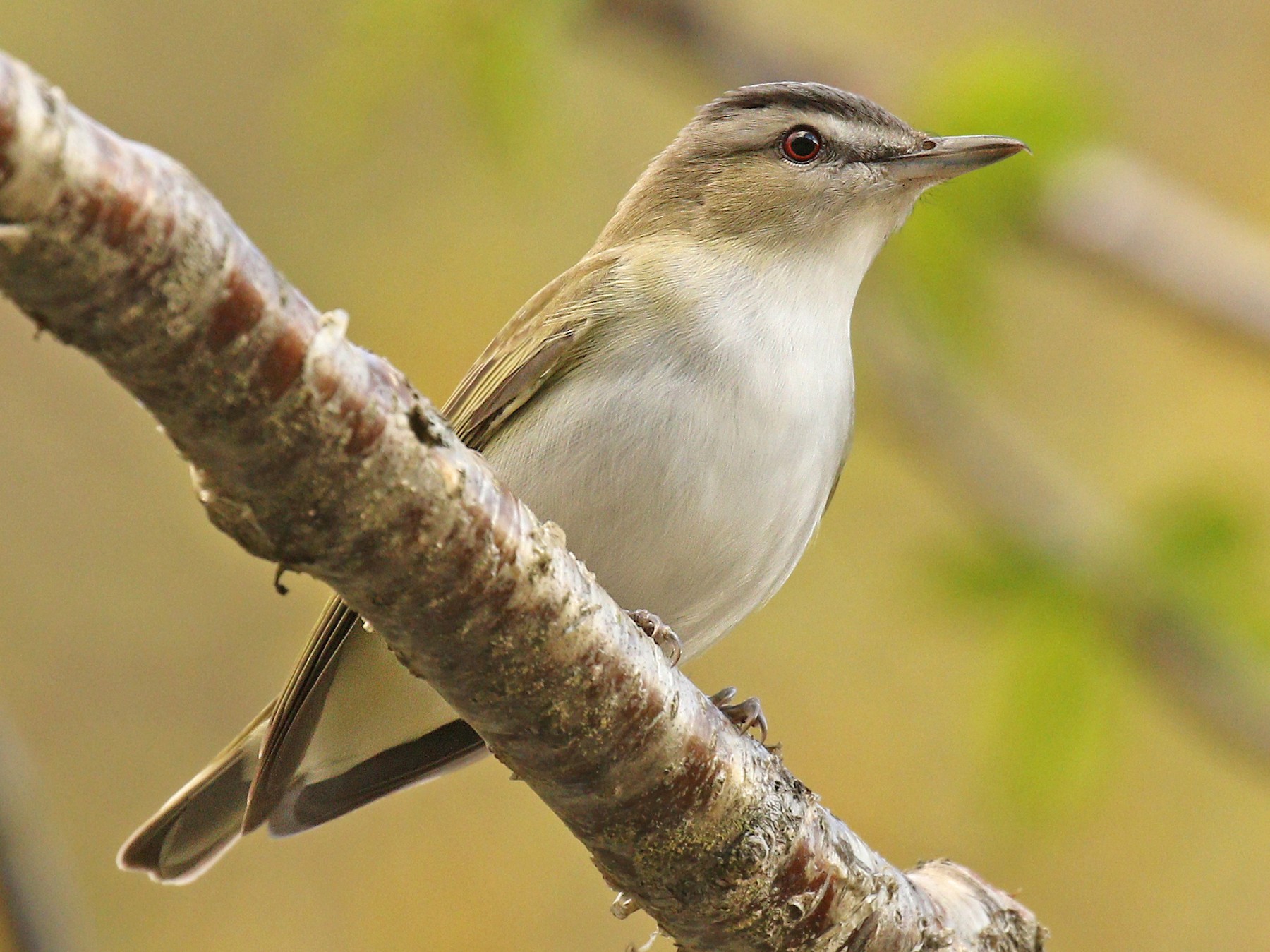Red-eyed Vireo - eBird