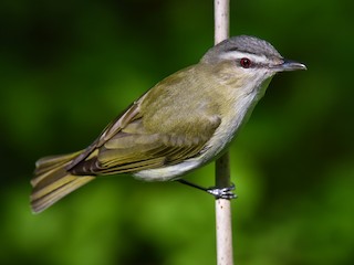Red-eyed Vireo - eBird