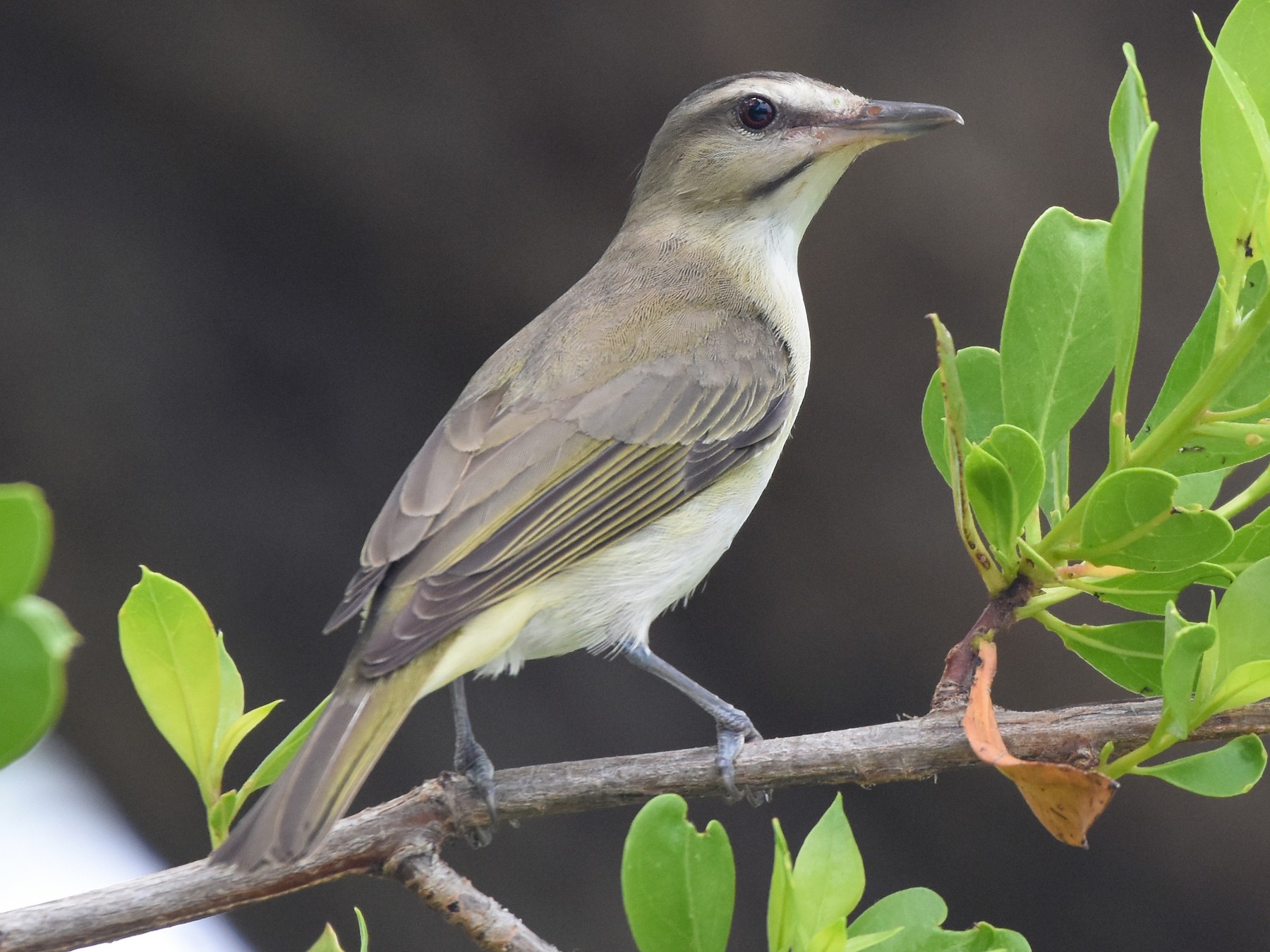 Black-whiskered Vireo - eBird