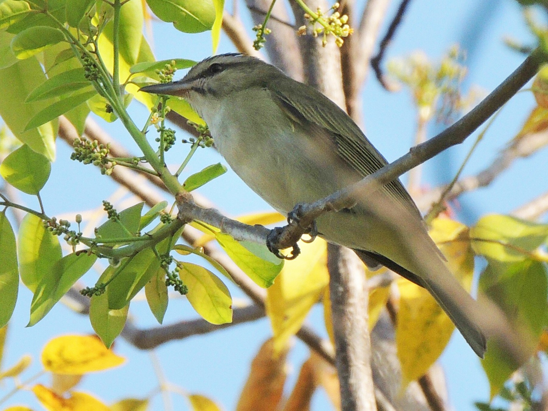 Black-whiskered Vireo - eBird