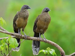 Chachalaca Oriental - eBird