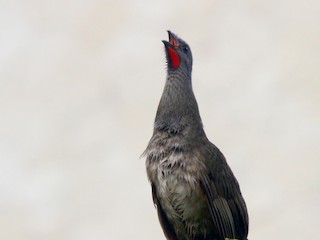 Plain Chachalaca - eBird