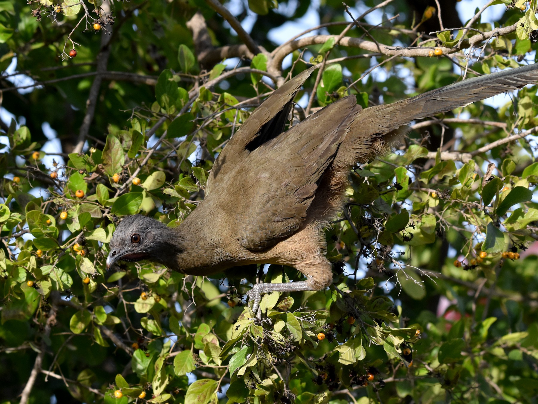 Plain Chachalaca - eBird