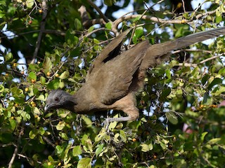 Chachalaca Oriental - eBird
