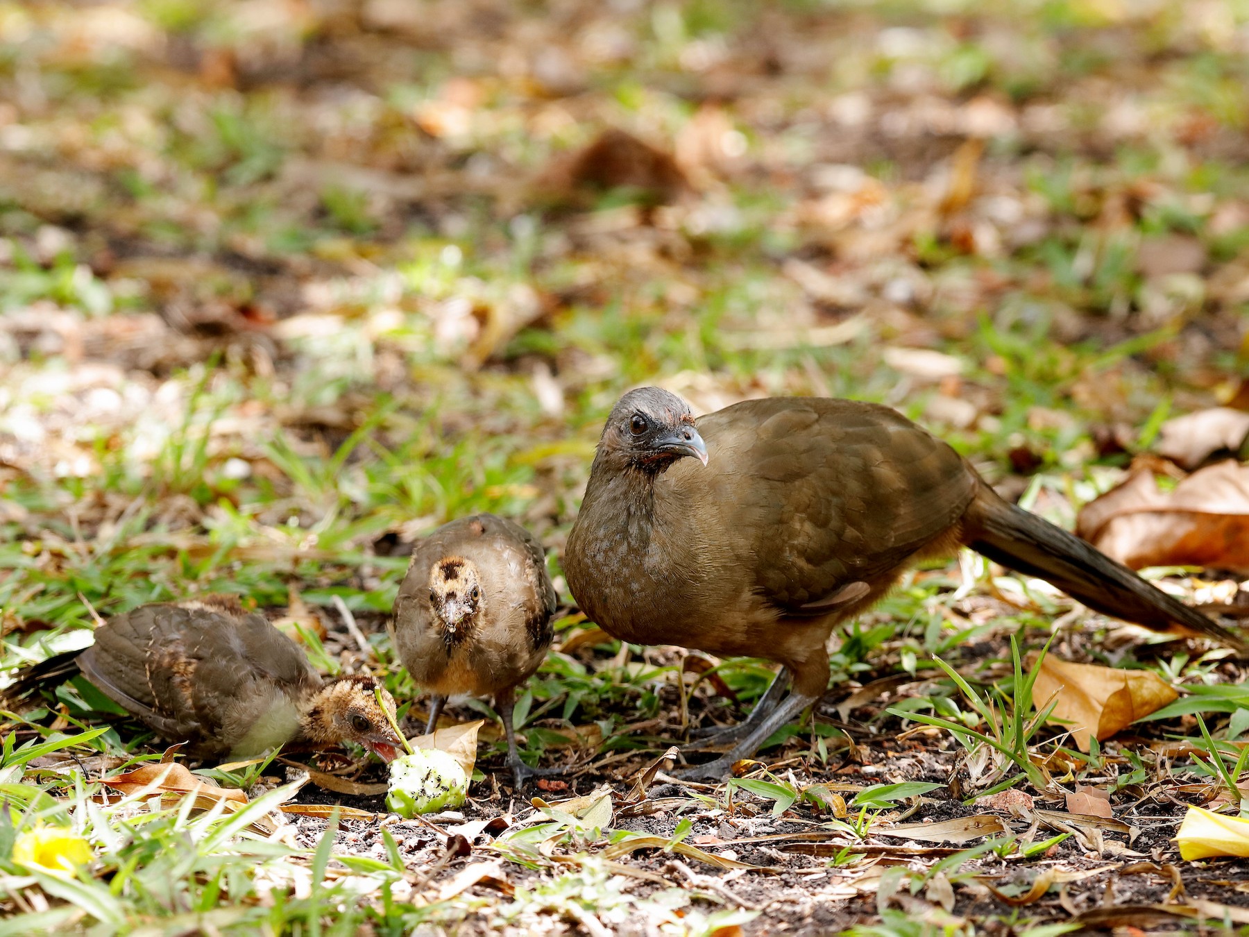 Plain Chachalaca - eBird