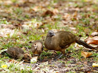 Plain Chachalaca - eBird