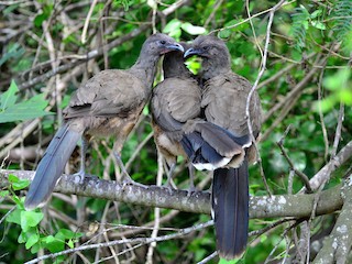 Plain Chachalaca - eBird