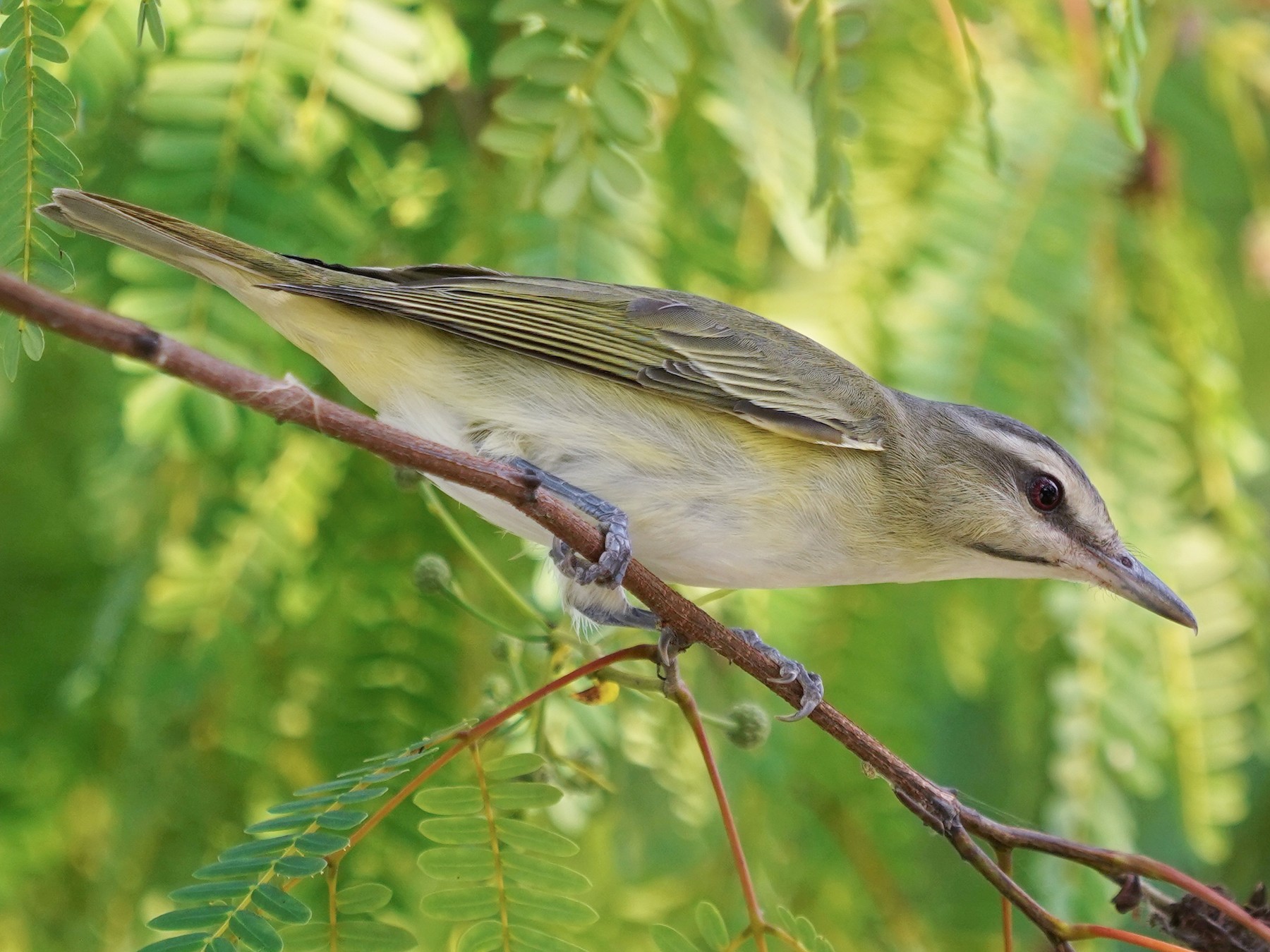 Black-whiskered Vireo - eBird