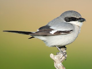 Loggerhead Shrike - eBird