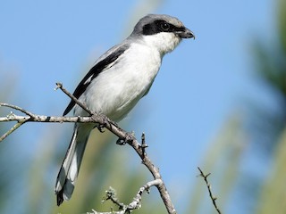 Loggerhead Shrike - eBird