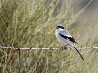 Loggerhead Shrike - eBird
