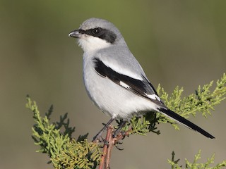 Loggerhead Shrike - eBird