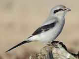 Northern Shrike - Abundance animation - eBird Status and Trends