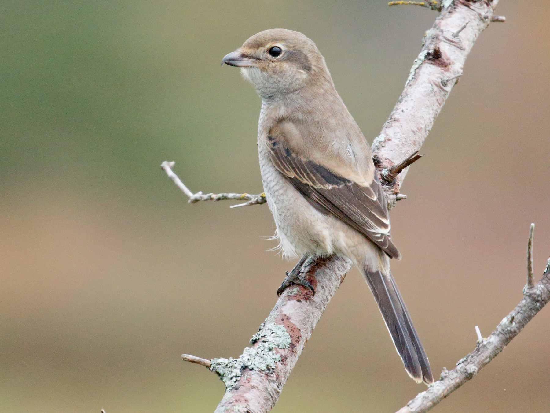 Alcaudón Norteño Americano - eBird