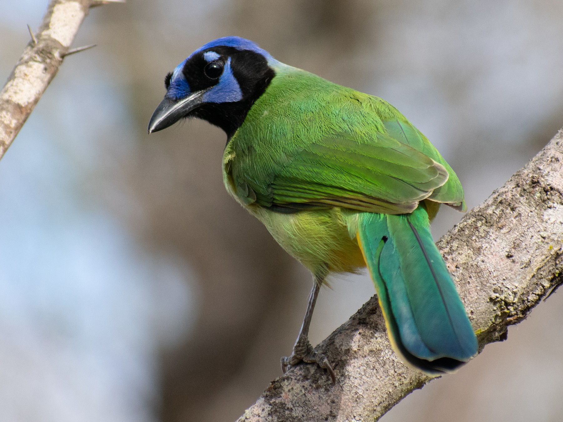 Green Jay - eBird