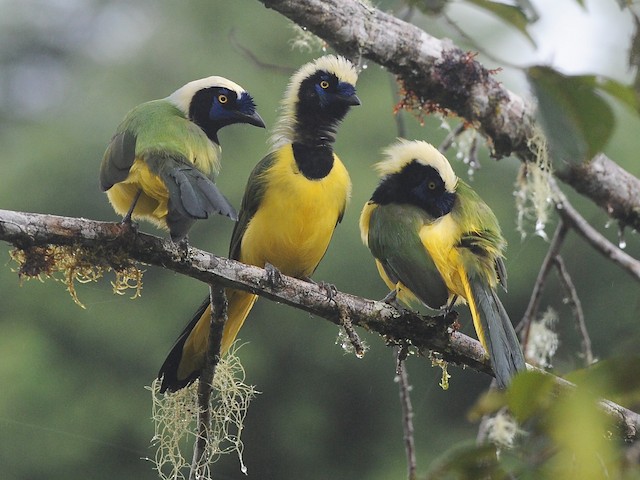 Photos - Green Jay - Cyanocorax yncas - Birds of the World