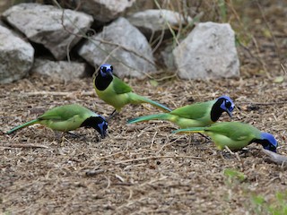 Green Jay - eBird