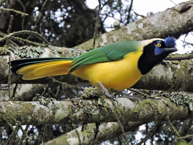 Photos - Green Jay - Cyanocorax yncas - Birds of the World