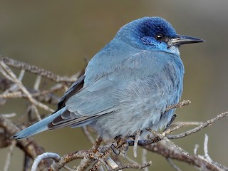 Pinyon Jay - eBird
