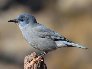 Pinyon Jay - eBird