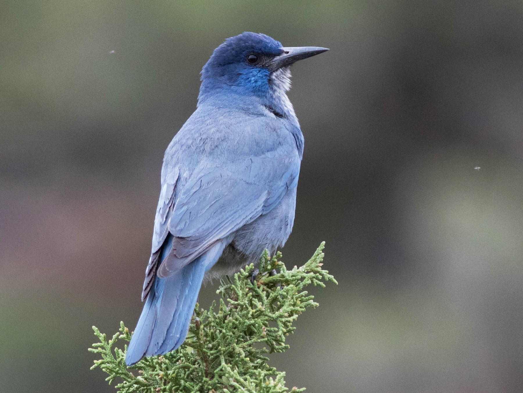 Pinyon Jay - eBird