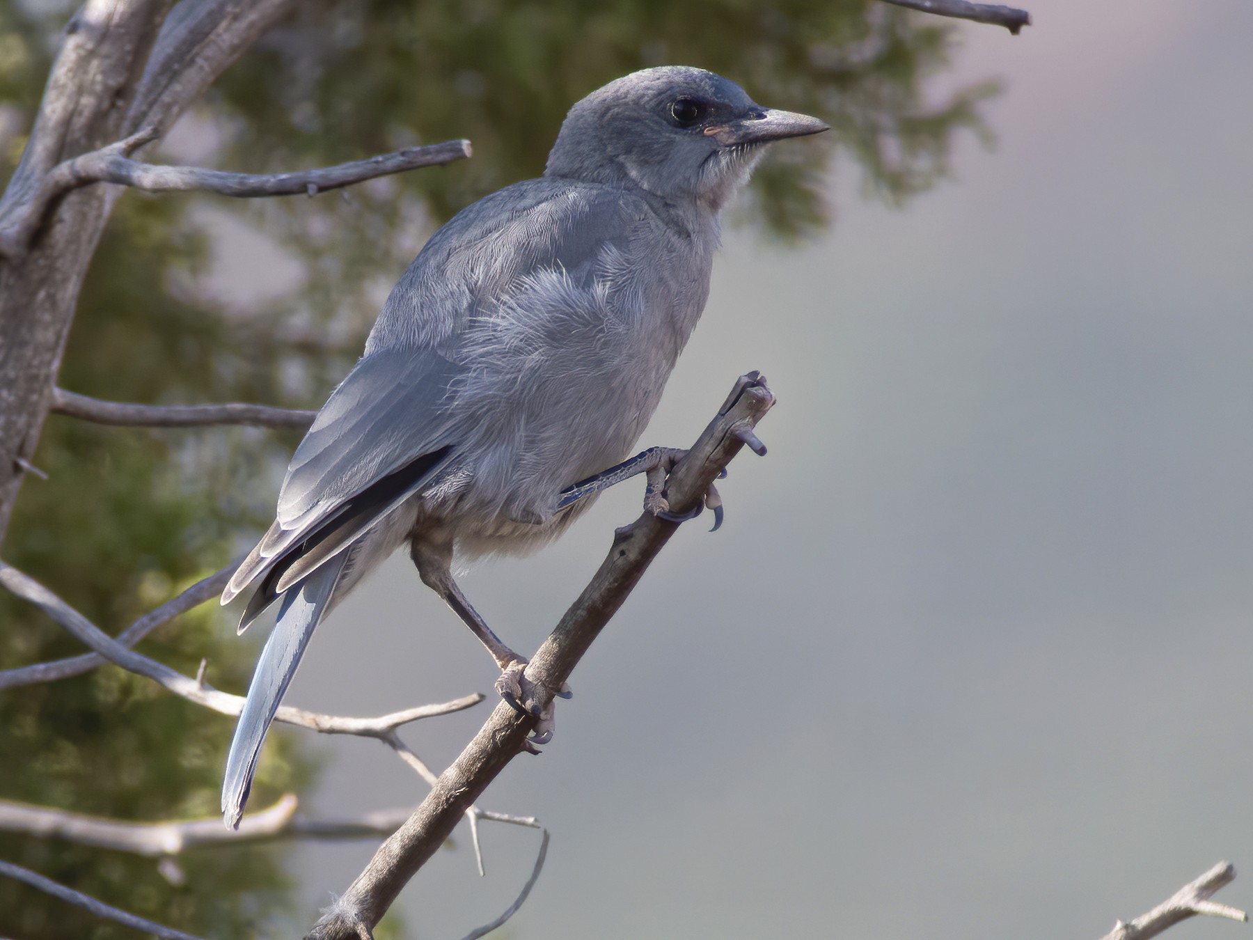 Pinyon Jay - eBird