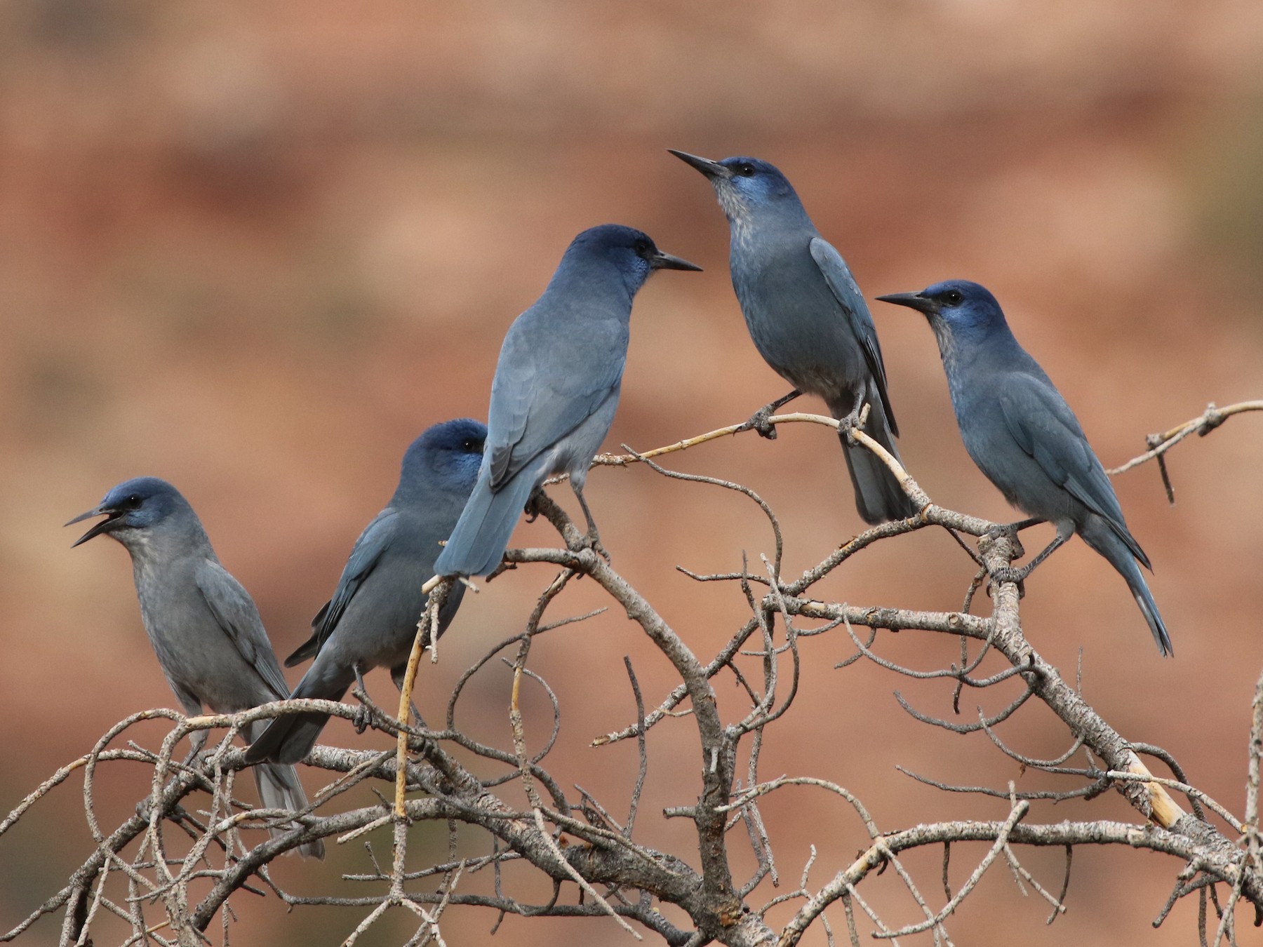 Pinyon Jay - eBird