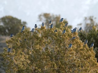 Pinyon Jay - eBird