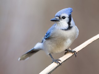 Blue Jay - eBird