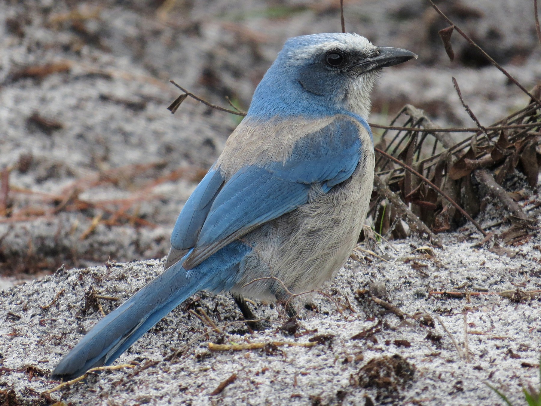 Florida Scrub-Jay - eBird