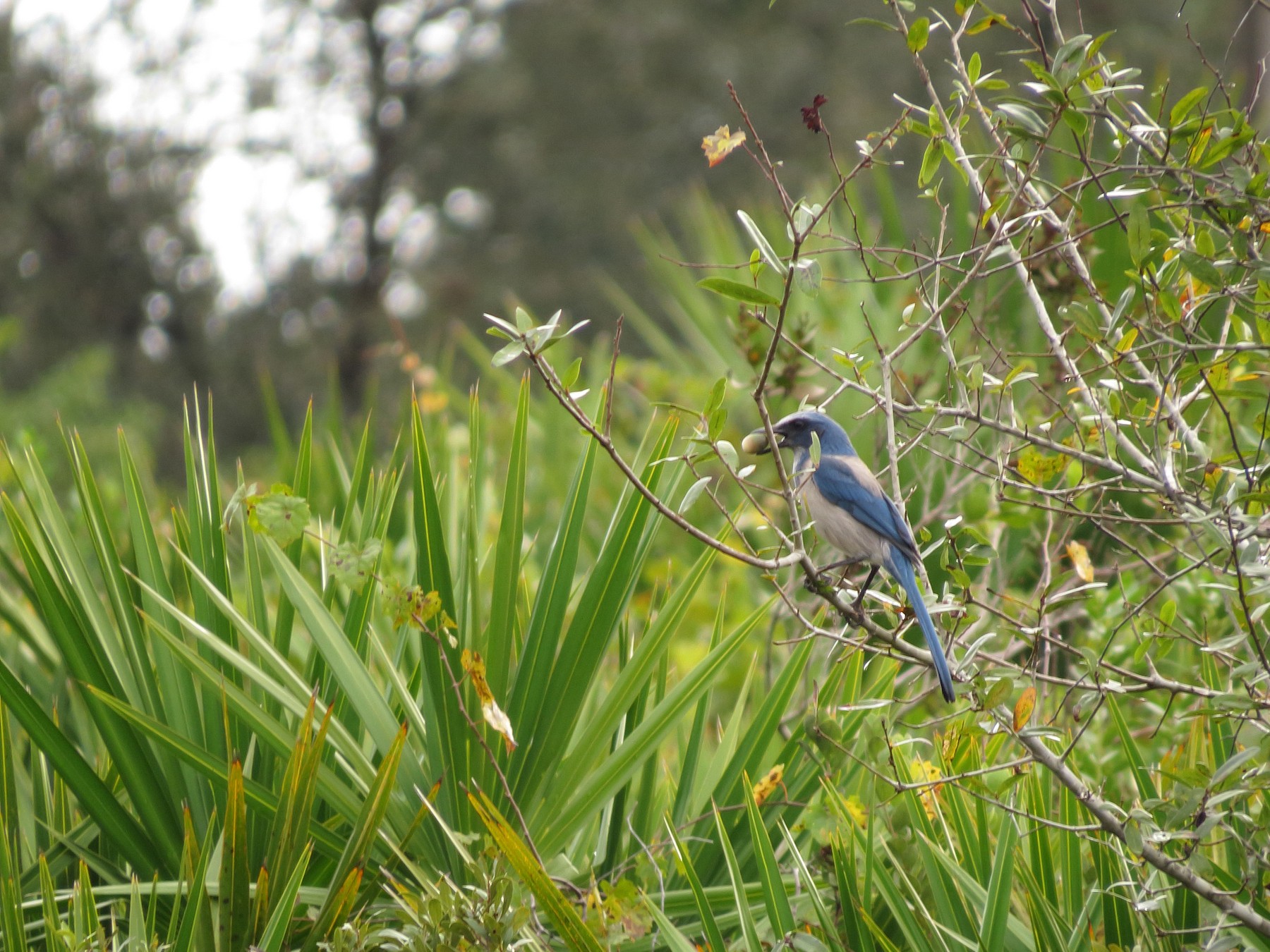 Chara floridana - eBird
