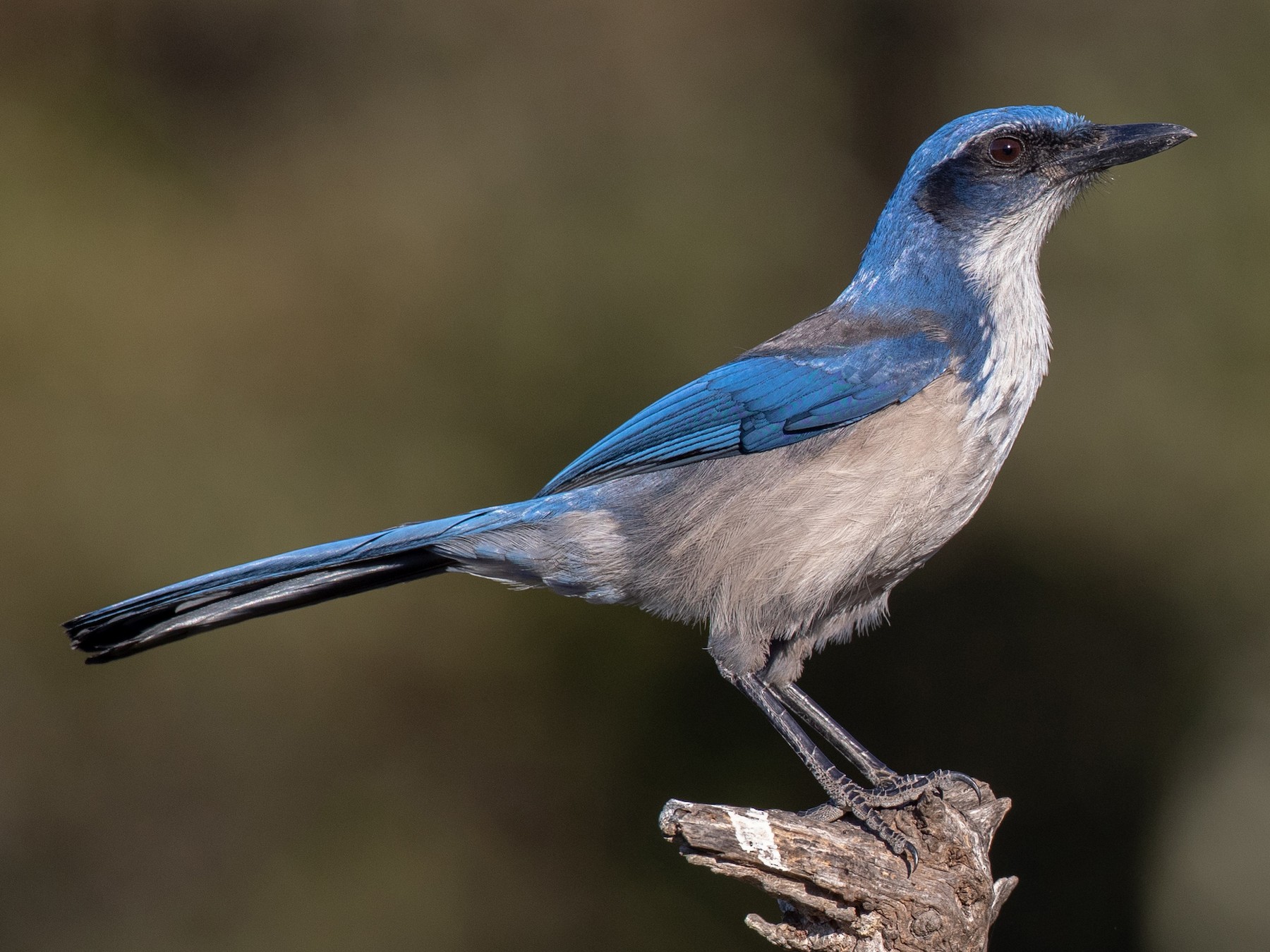 Island Scrub-Jay - eBird