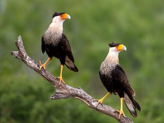 Crested Caracara (Northern) - eBird