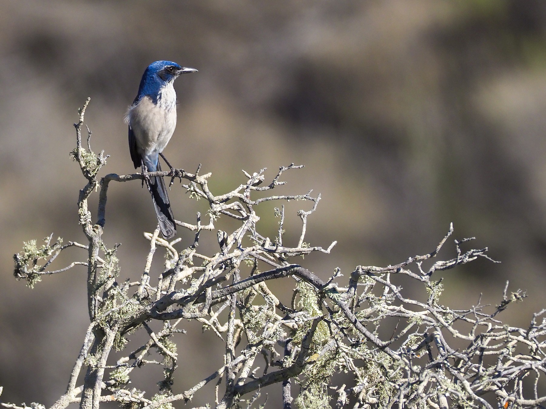 Island Scrub-Jay - eBird