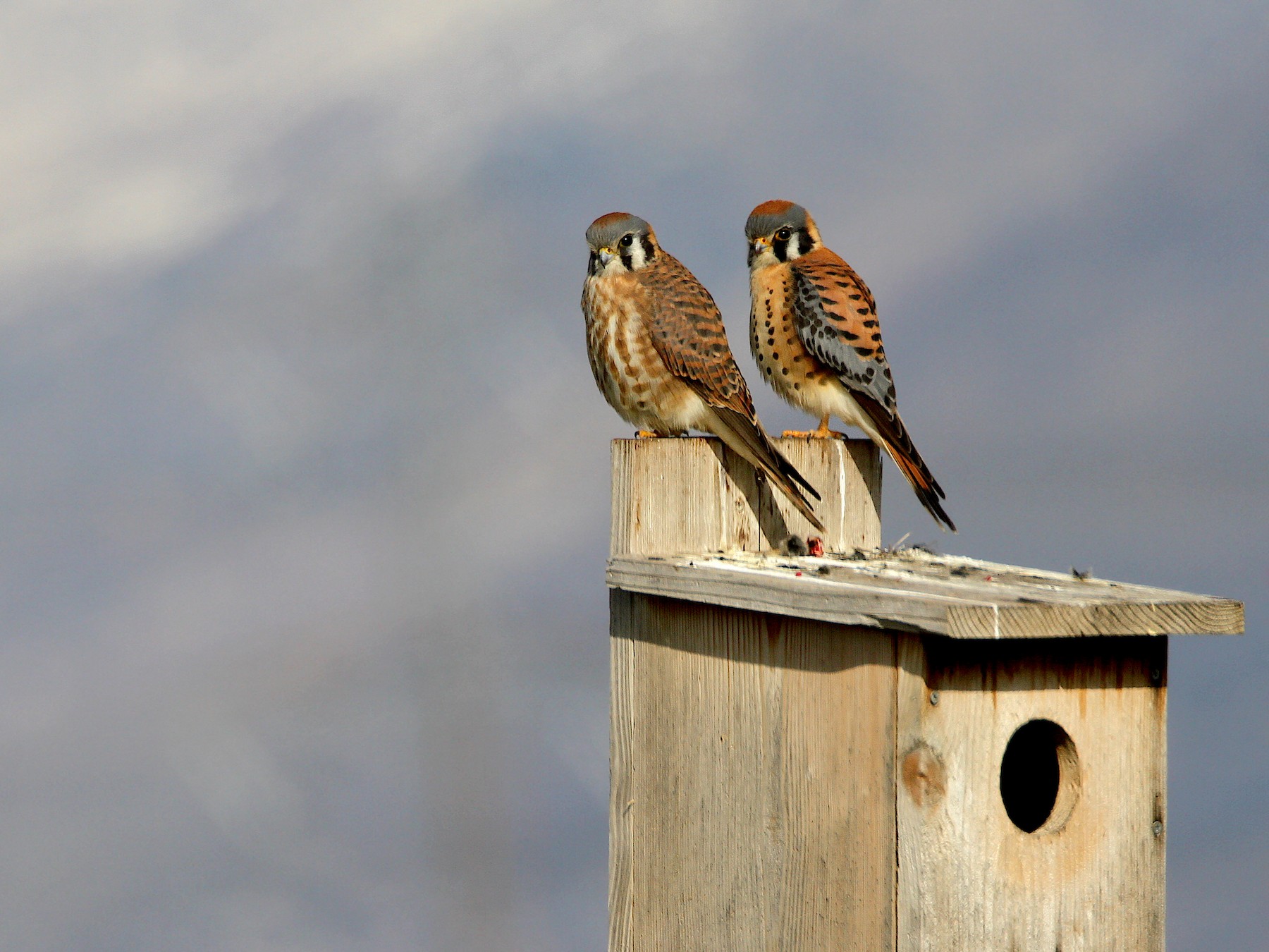 American Kestrel - eBird