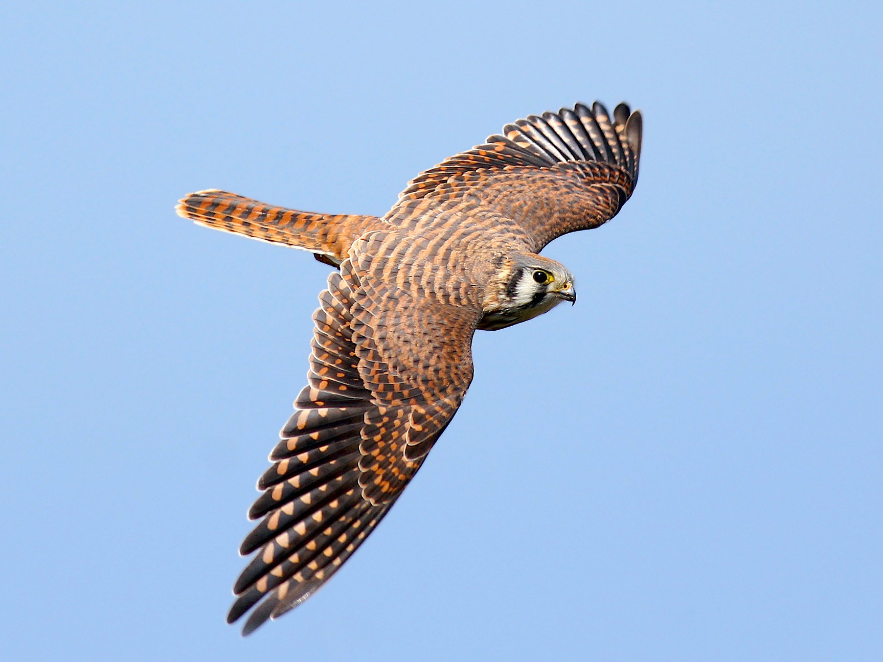 American Kestrel - eBird