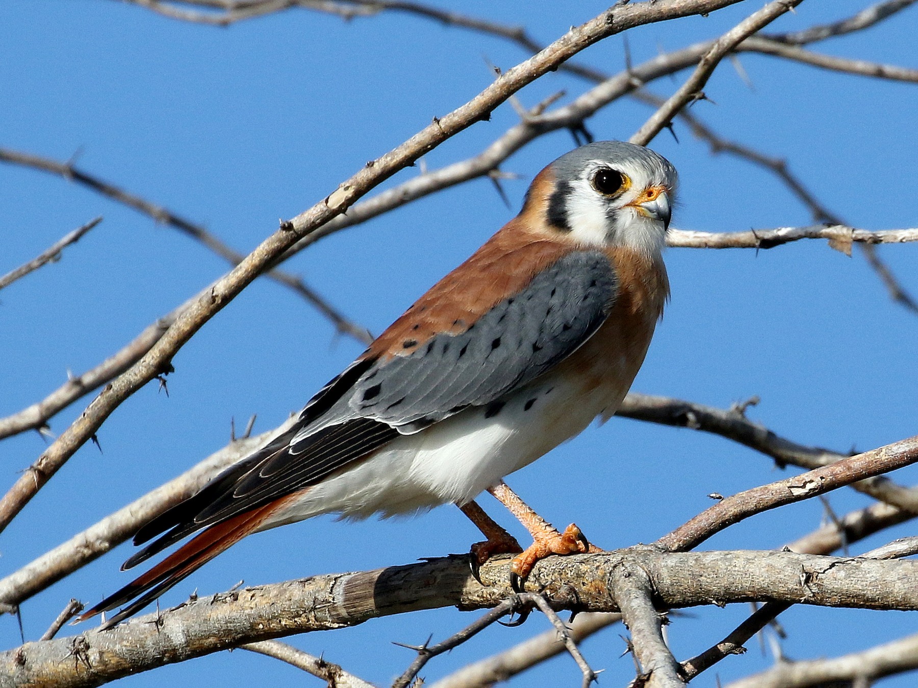 American Kestrel - eBird