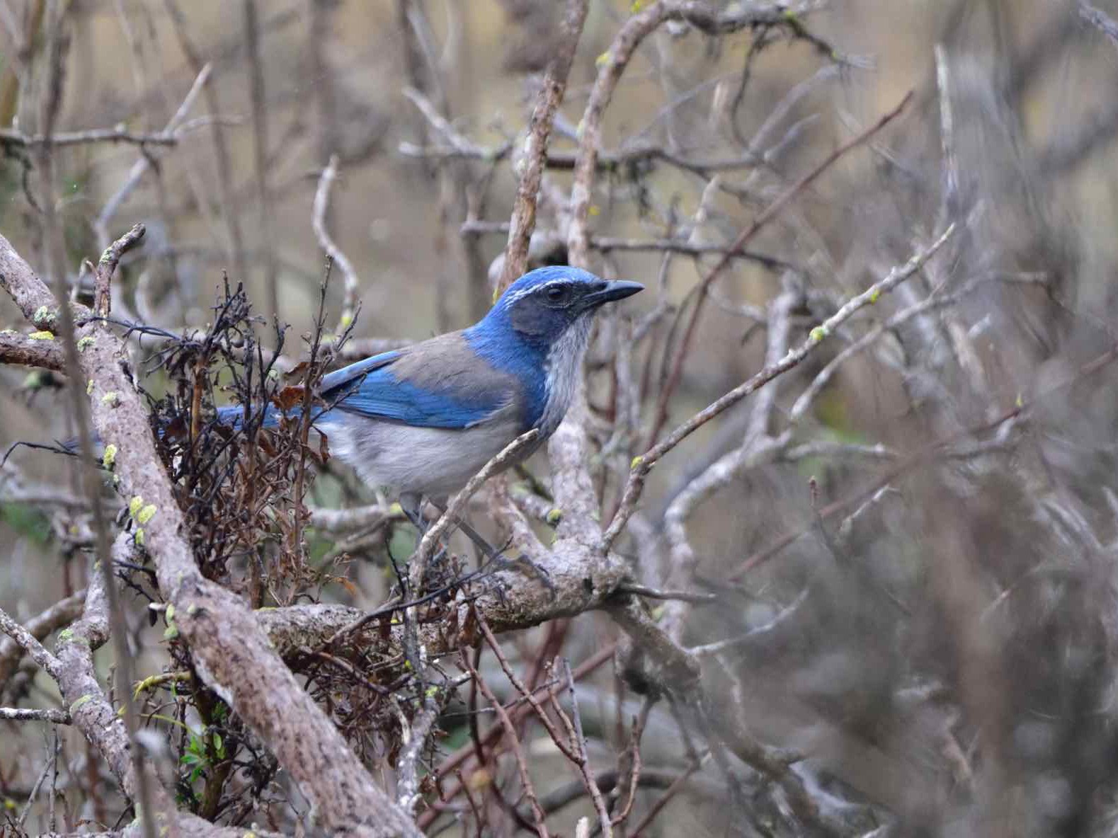 California Scrub-Jay - eBird