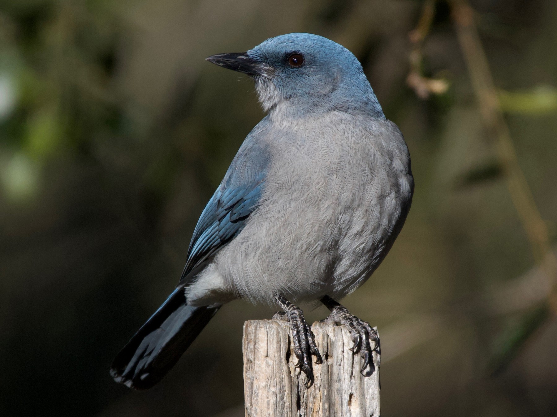 Mexican Jay - eBird