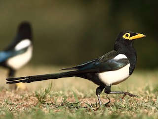 Yellow-billed Magpie - eBird