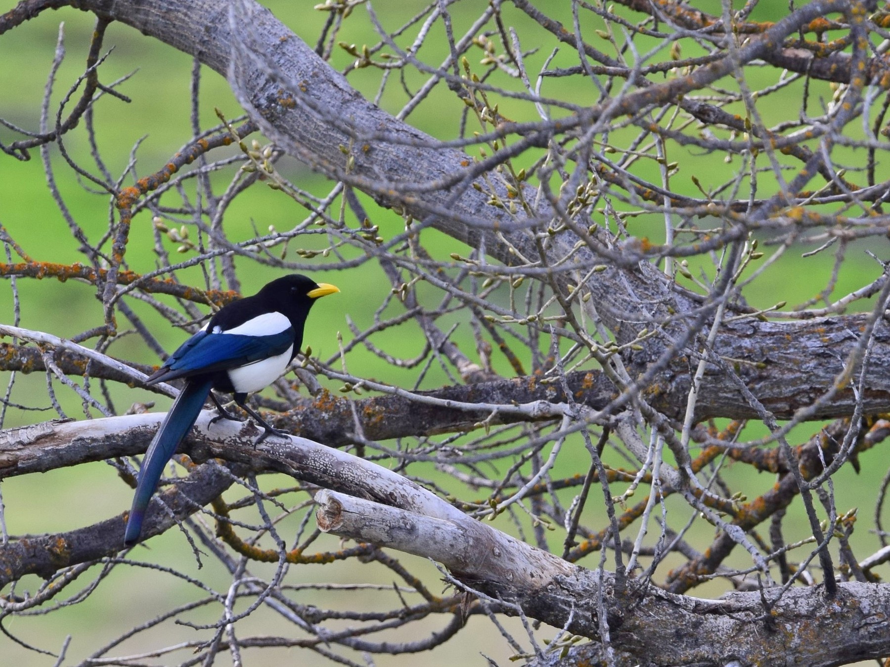 Yellow-billed Magpie - eBird