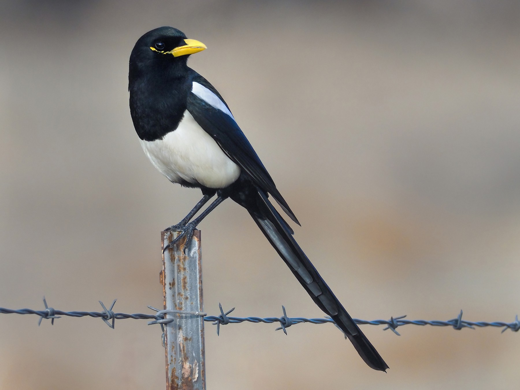 Yellow-billed Magpie - eBird