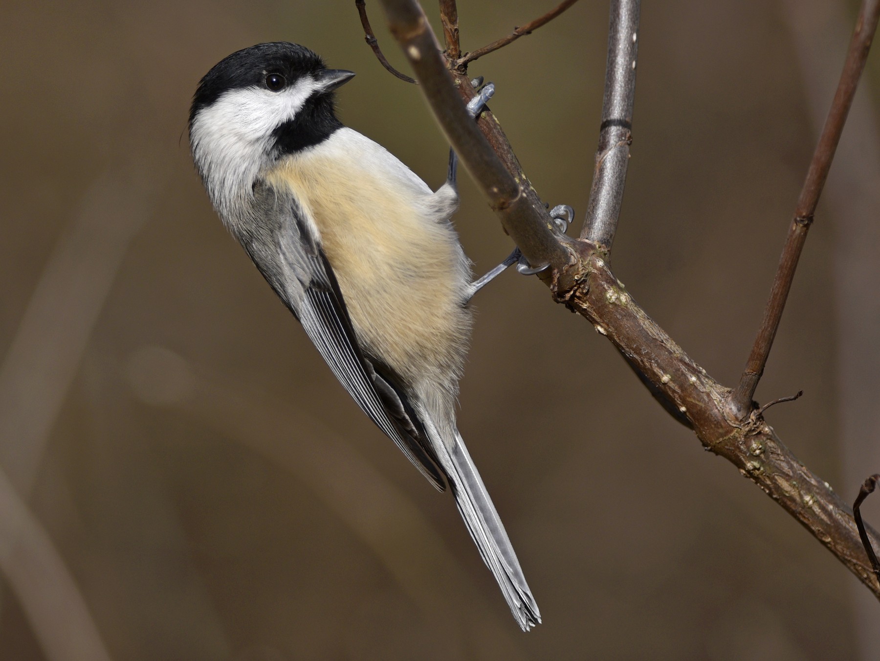 Carolina Chickadee - eBird