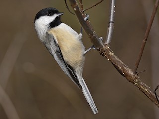 Carolina Chickadee - Pennsylvania Bird Atlas