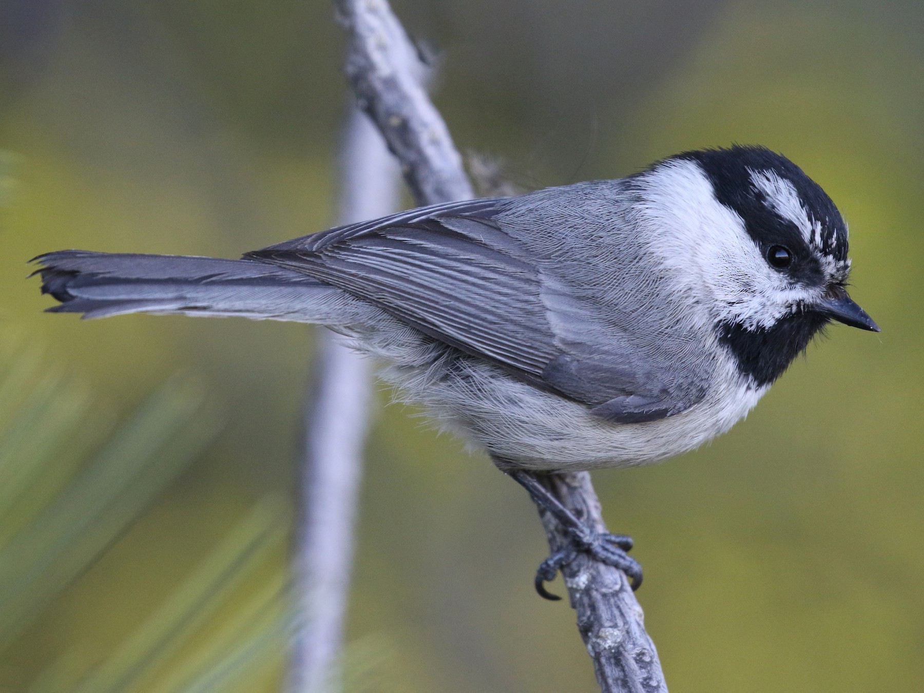 Chickadee