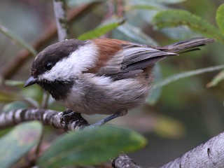Chestnut-backed Chickadee - eBird
