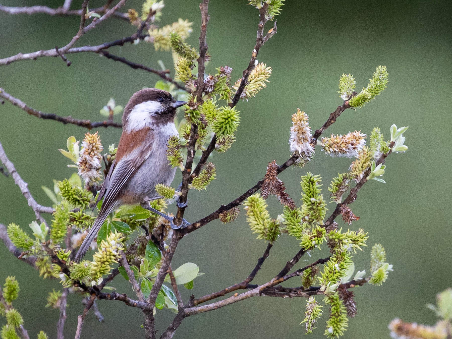 Chestnut-backed Chickadee - eBird
